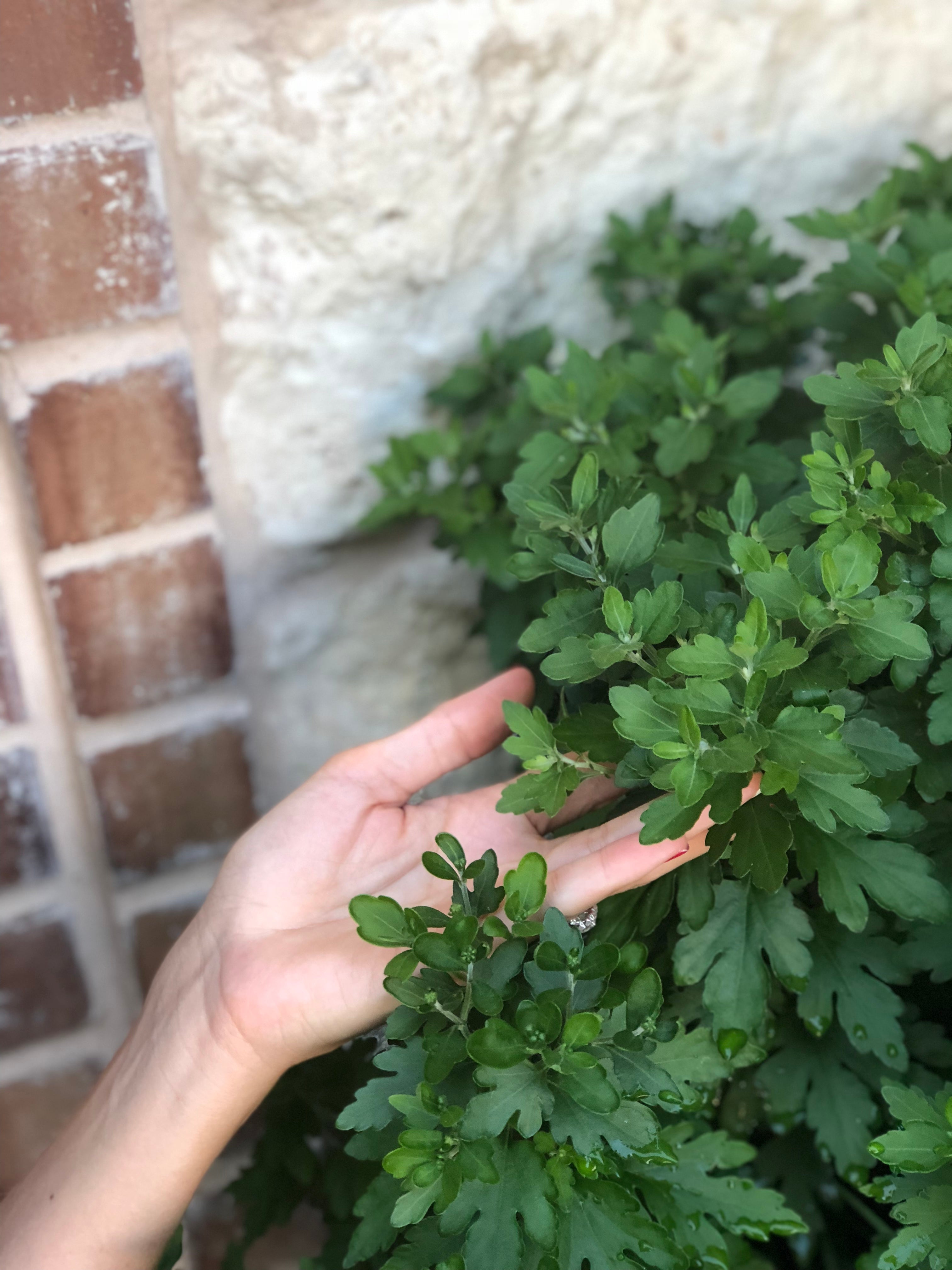 Watering Weeds – A Velvet Window